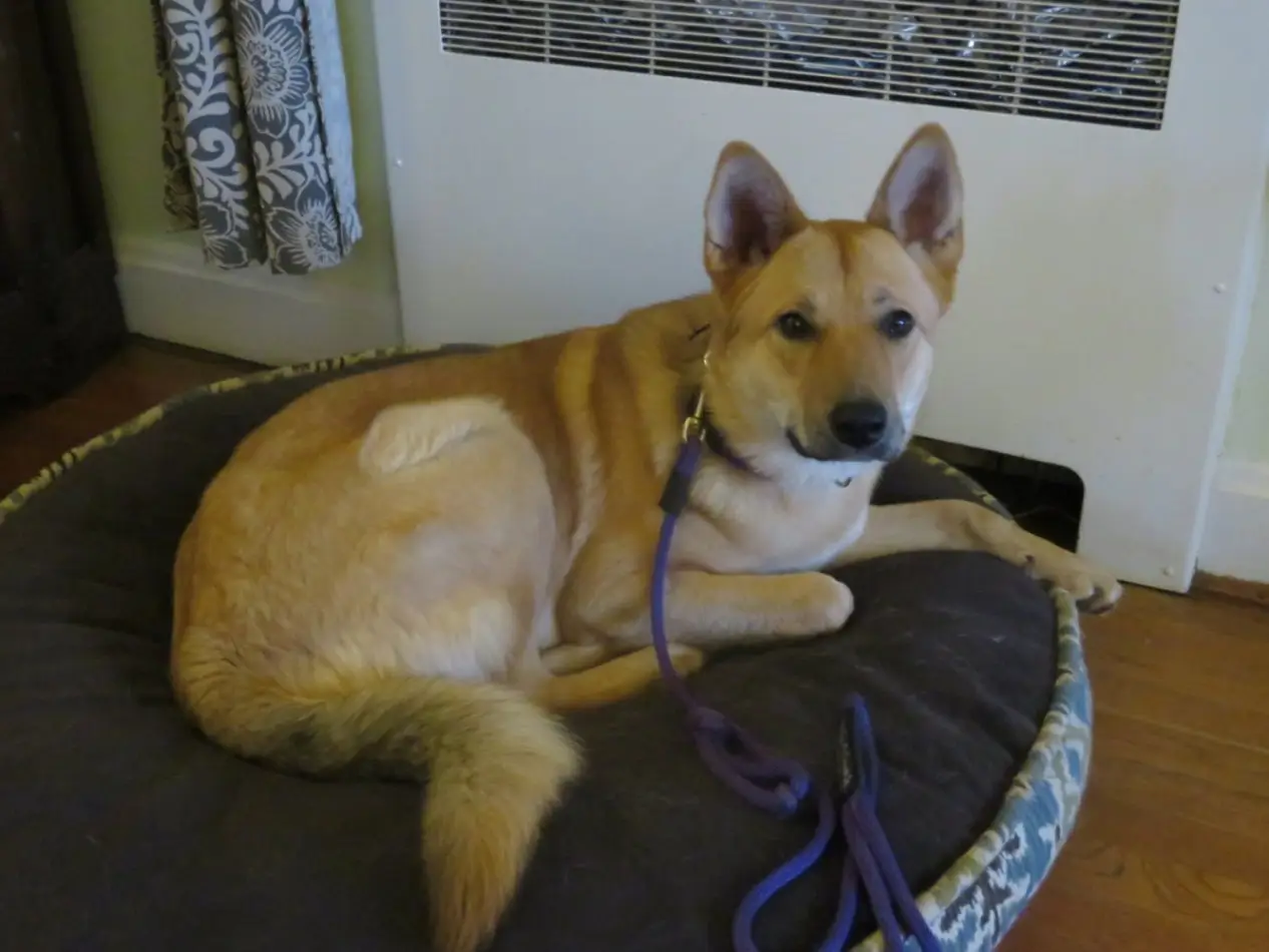 Ultimate Dog Training Blog | Calm K9 Training