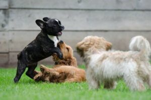 How To Socialize Your Puppy For A Well-Behaved Dog: Proven Techniques ...